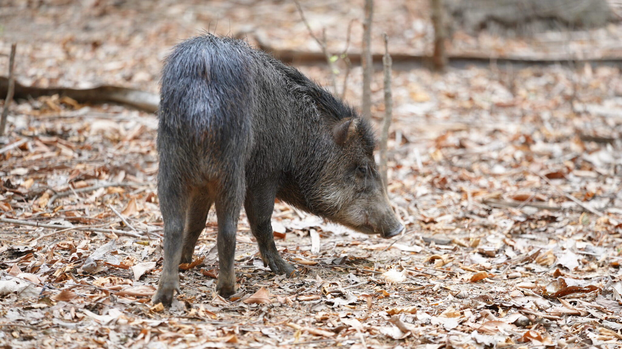 Chancho de Monte — Natuwa, Santuario de animales silvestres