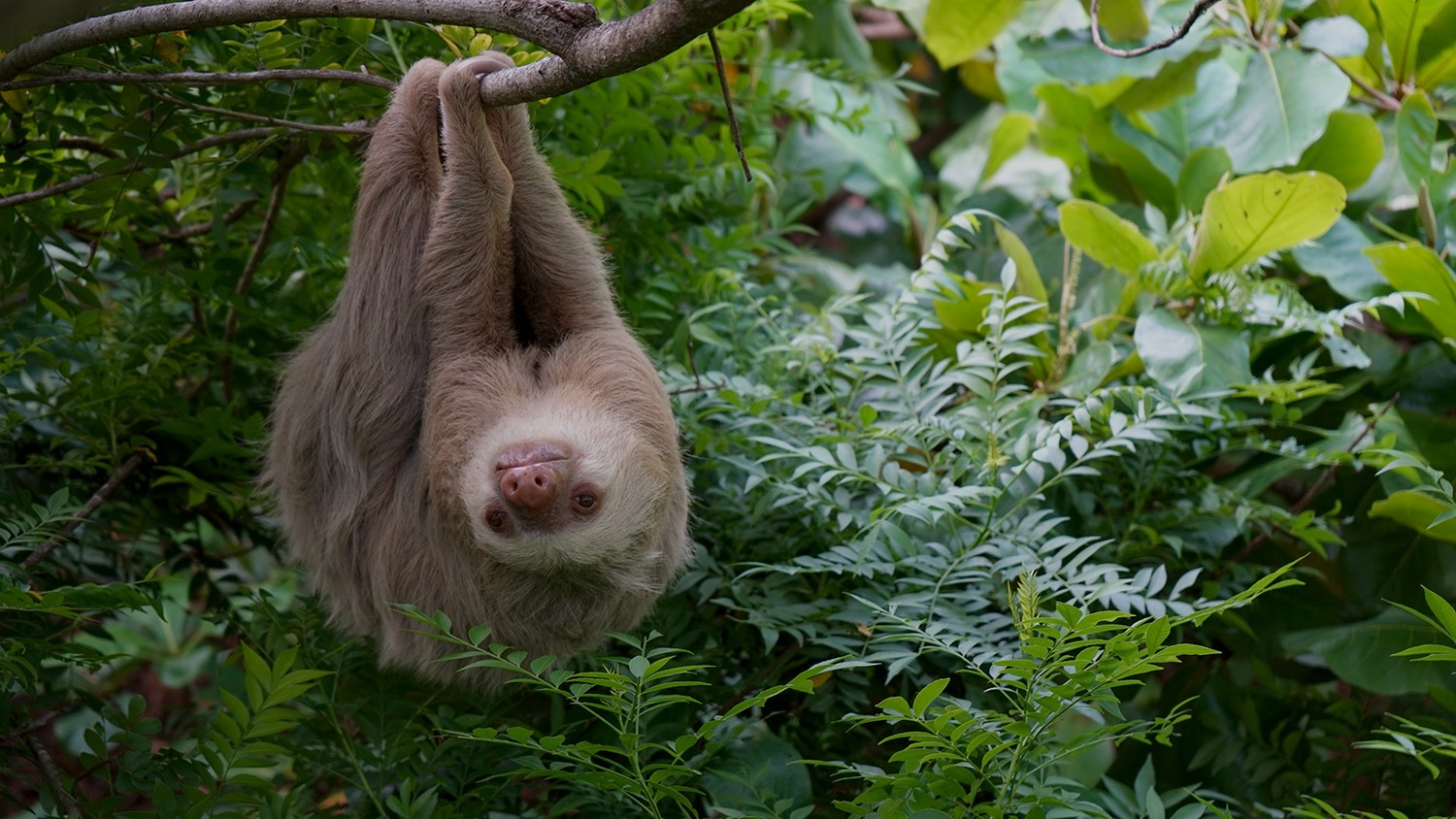 Santuario de animales silvestres en Monteverde — Natuwa