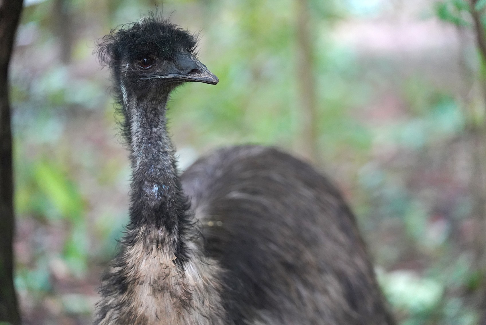 El Emú en Costa Rica ¦ Santuario Natuwa, Costa Rica