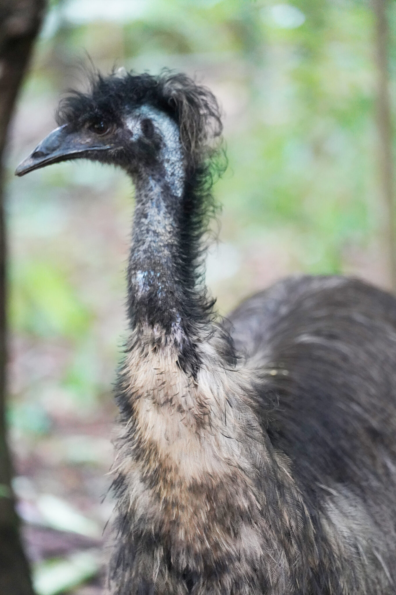 El Emú en Costa Rica ¦ Santuario Natuwa, Costa Rica
