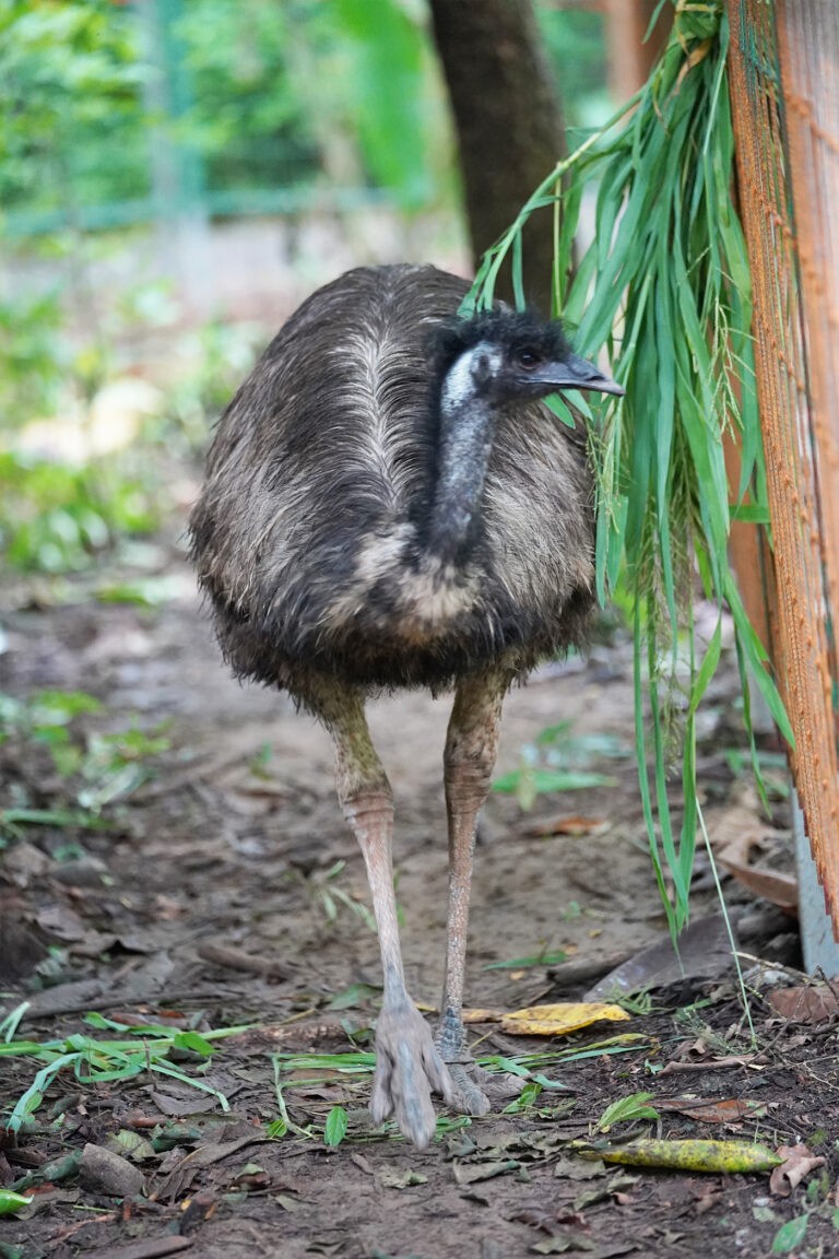 El Emú en Costa Rica ¦ Santuario Natuwa, Costa Rica