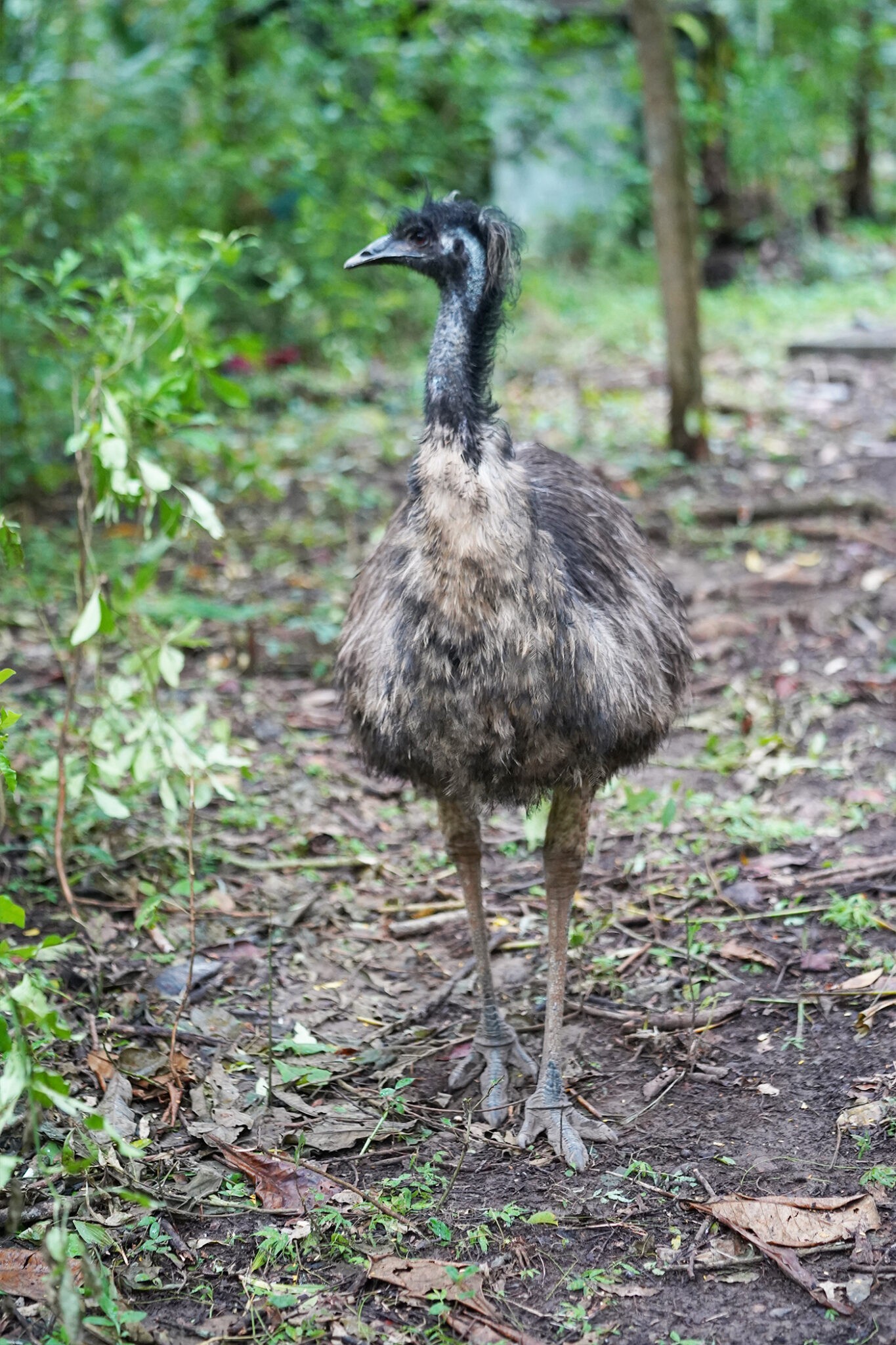El Emú en Costa Rica ¦ Santuario Natuwa, Costa Rica