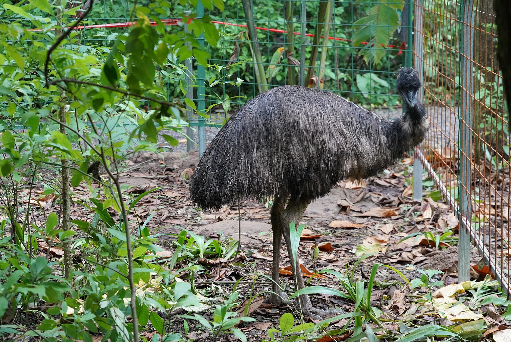 El Emú en Costa Rica ¦ Santuario Natuwa, Costa Rica