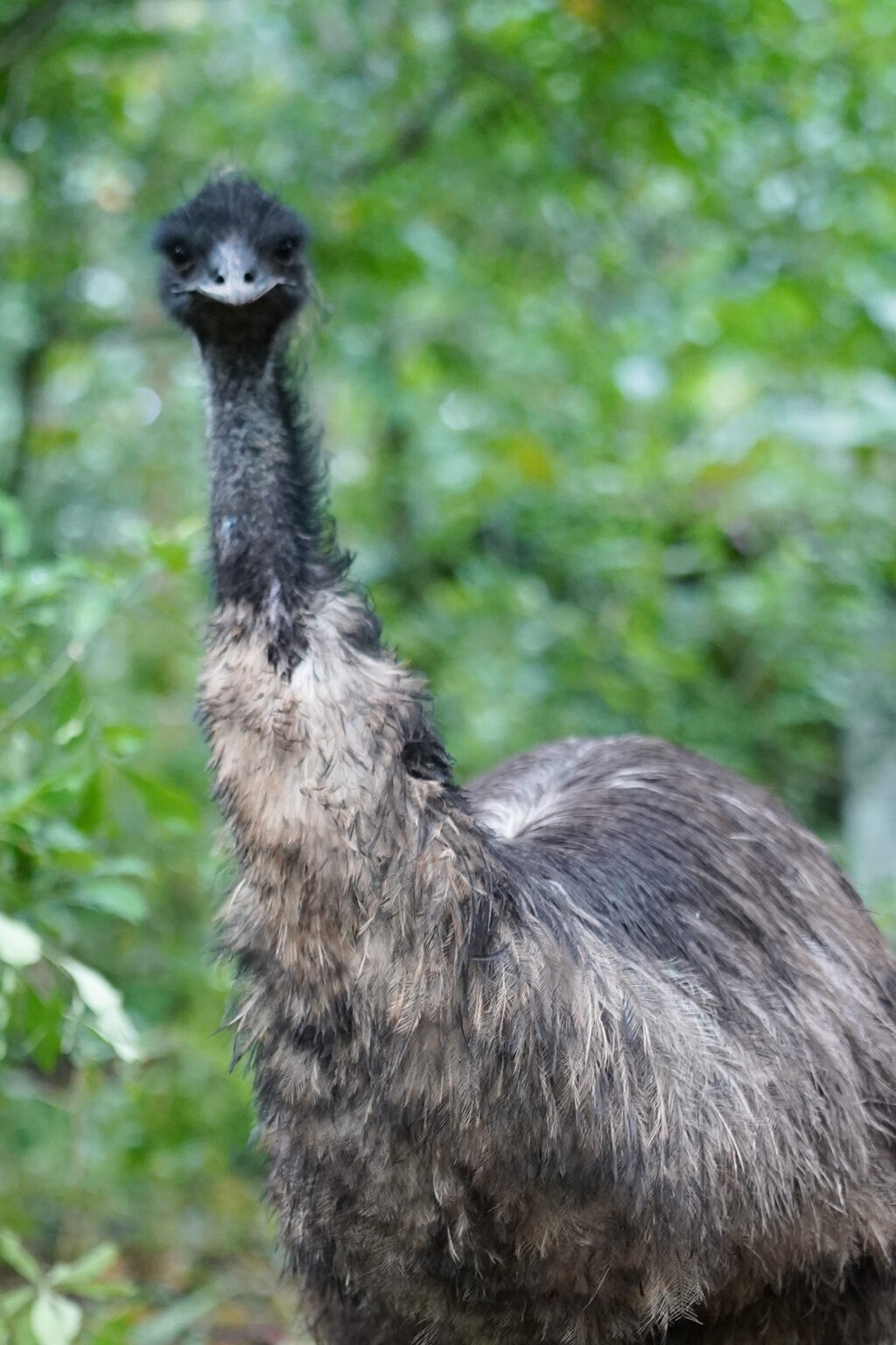 El Emú en Costa Rica ¦ Santuario Natuwa, Costa Rica