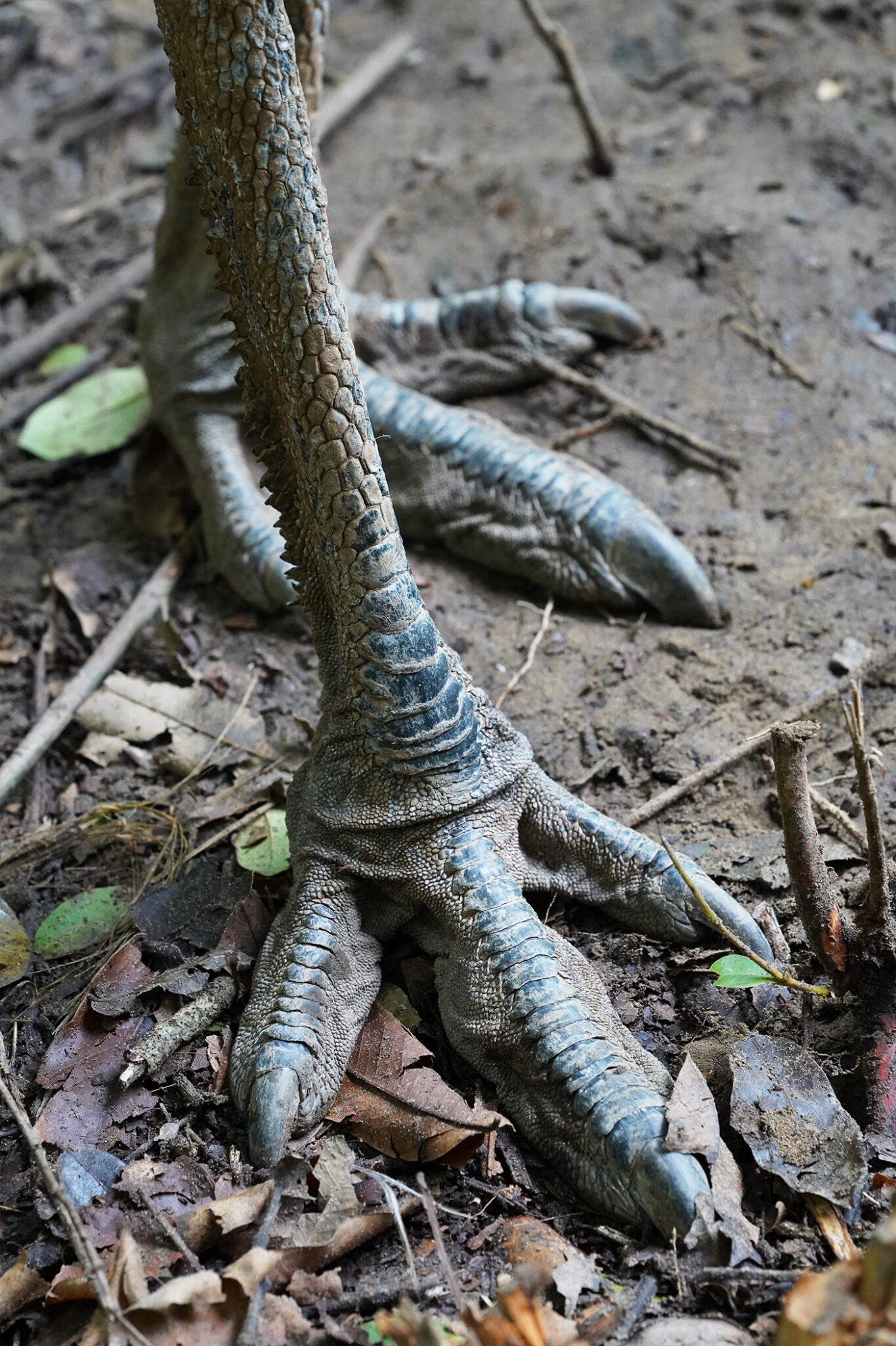 El Emú en Costa Rica ¦ Santuario Natuwa, Costa Rica