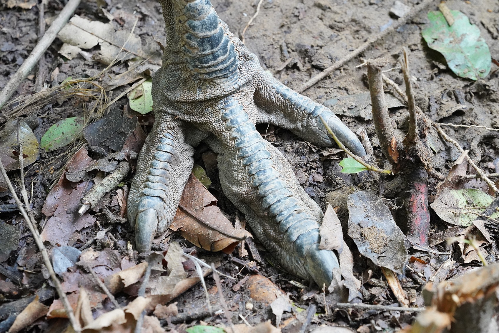 El Emú en Costa Rica ¦ Santuario Natuwa, Costa Rica