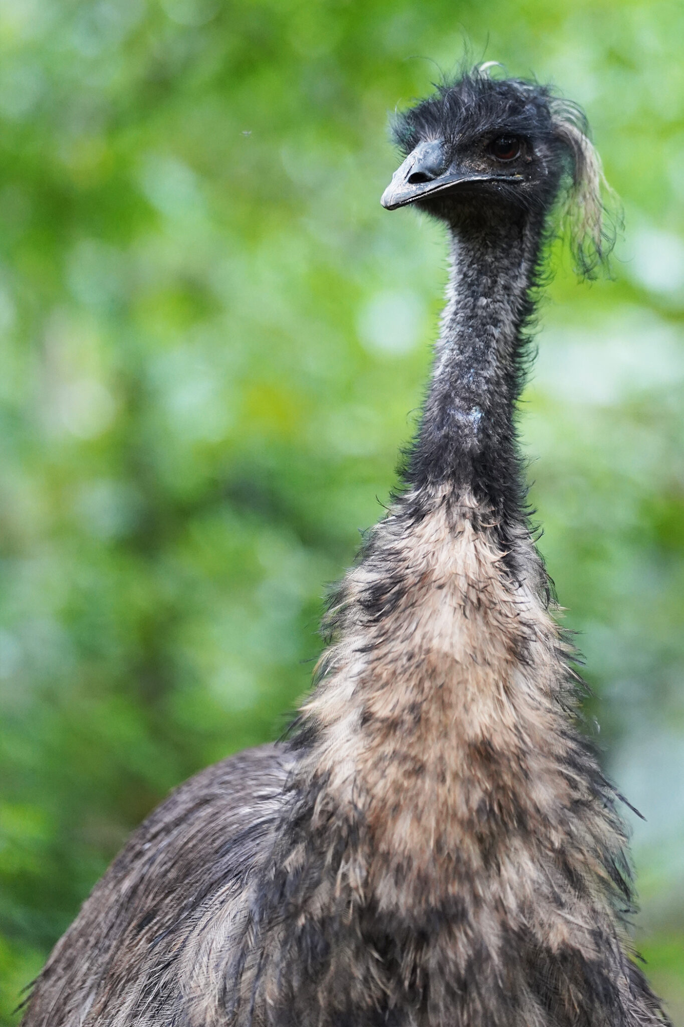 El Emú en Costa Rica ¦ Santuario Natuwa, Costa Rica