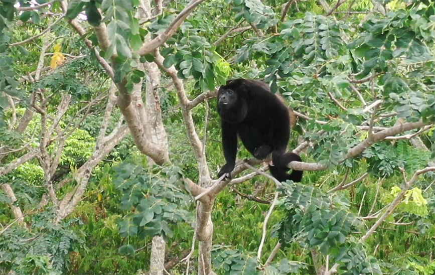 El mono congo en Costa Rica — Natuwa, Santuario de animales silvestres